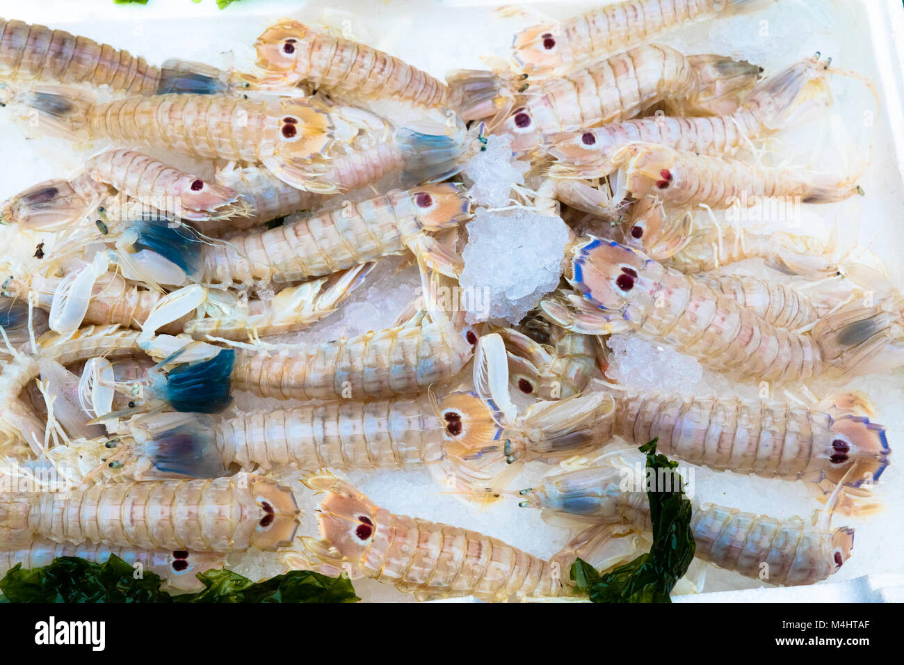 Fresh raw mantis shrimp crustaceans. Canocchie Stock Photo - Alamy
