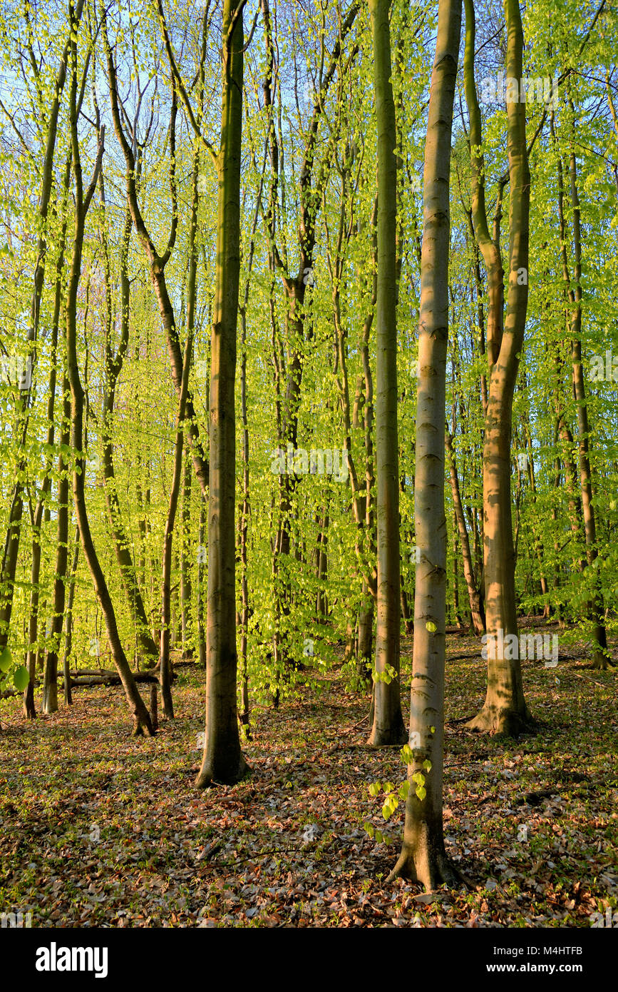 Tree trunks, deciduous forest in spring, Common beeches (Fagus ...