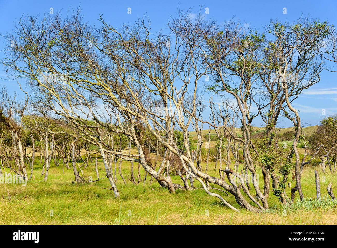 Birches (Betula), forest with bizarrely grown trees, Norderney, East ...