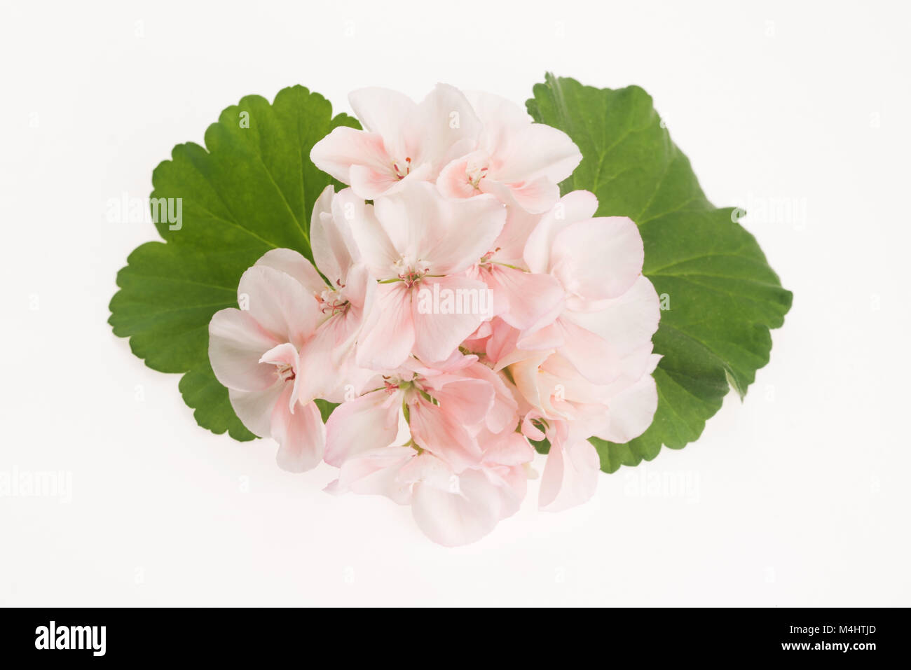 Close-up of a Pelargonium flower Stock Photo - Alamy