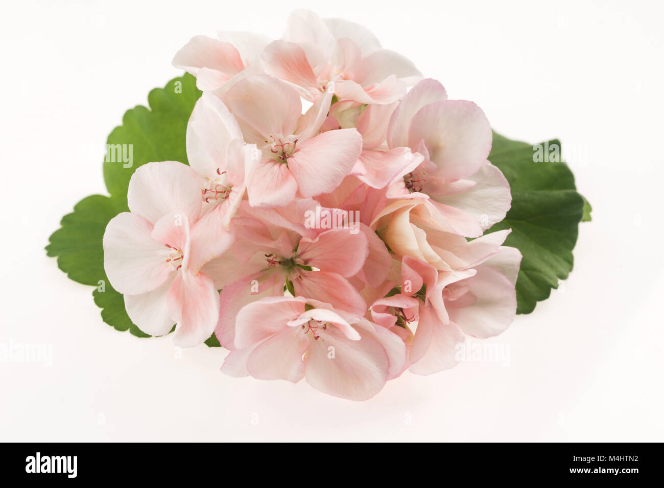 Close-up of a Pelargonium flower Stock Photo - Alamy