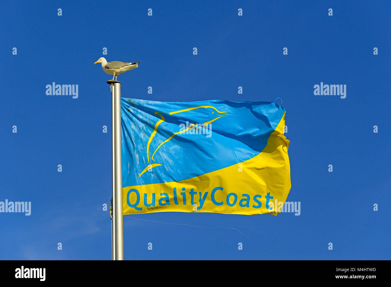 Flag with Quality Coast award, European herring gull (Larus argentatus ...