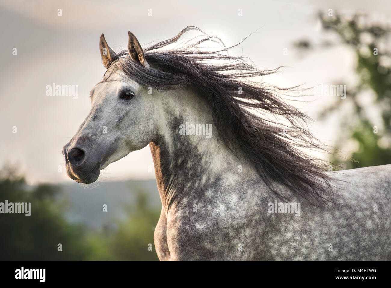 Spanish Andalusian Long Mane Grey