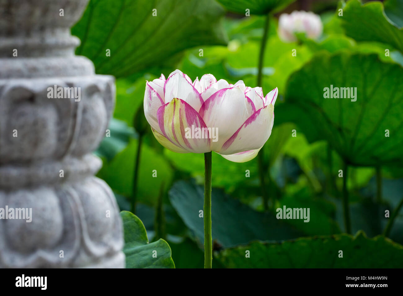 Buddha lotus flower hi-res stock photography and images - Alamy
