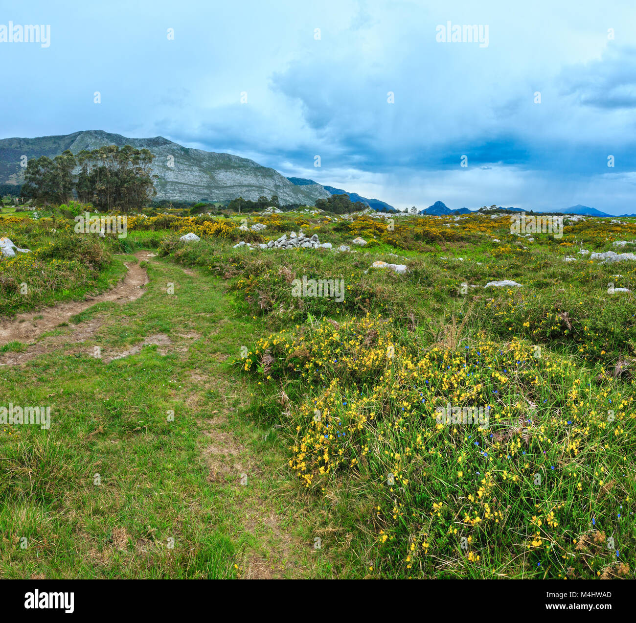 Summer blossoming rock hill hi-res stock photography and images - Alamy