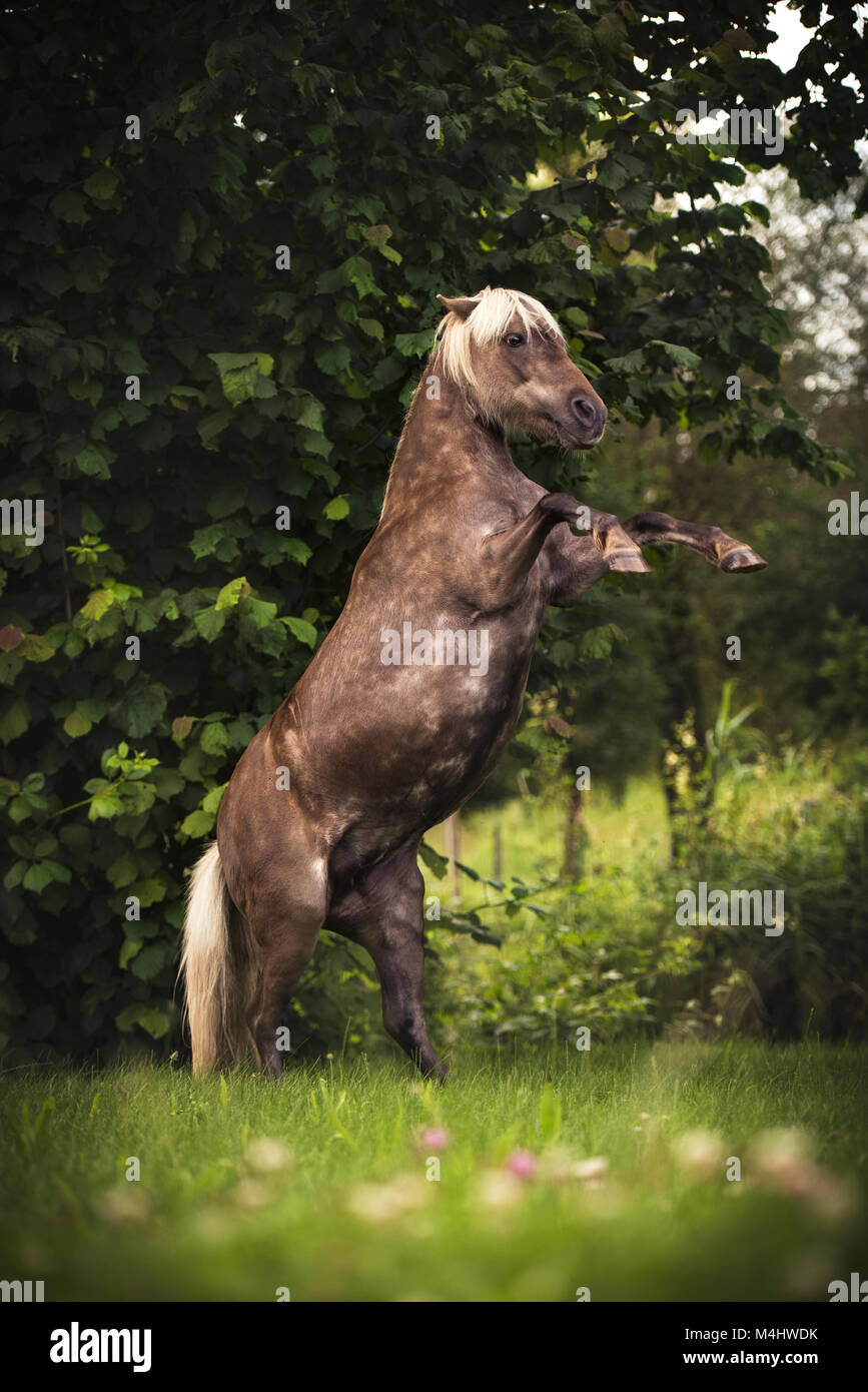 Classic Pony (Equus), mare rising in front of bush, Germany Stock Photo ...