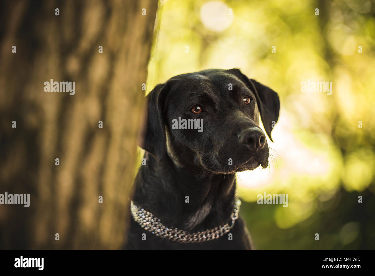 Labrador retriever and tree hi-res stock photography and images - Alamy
