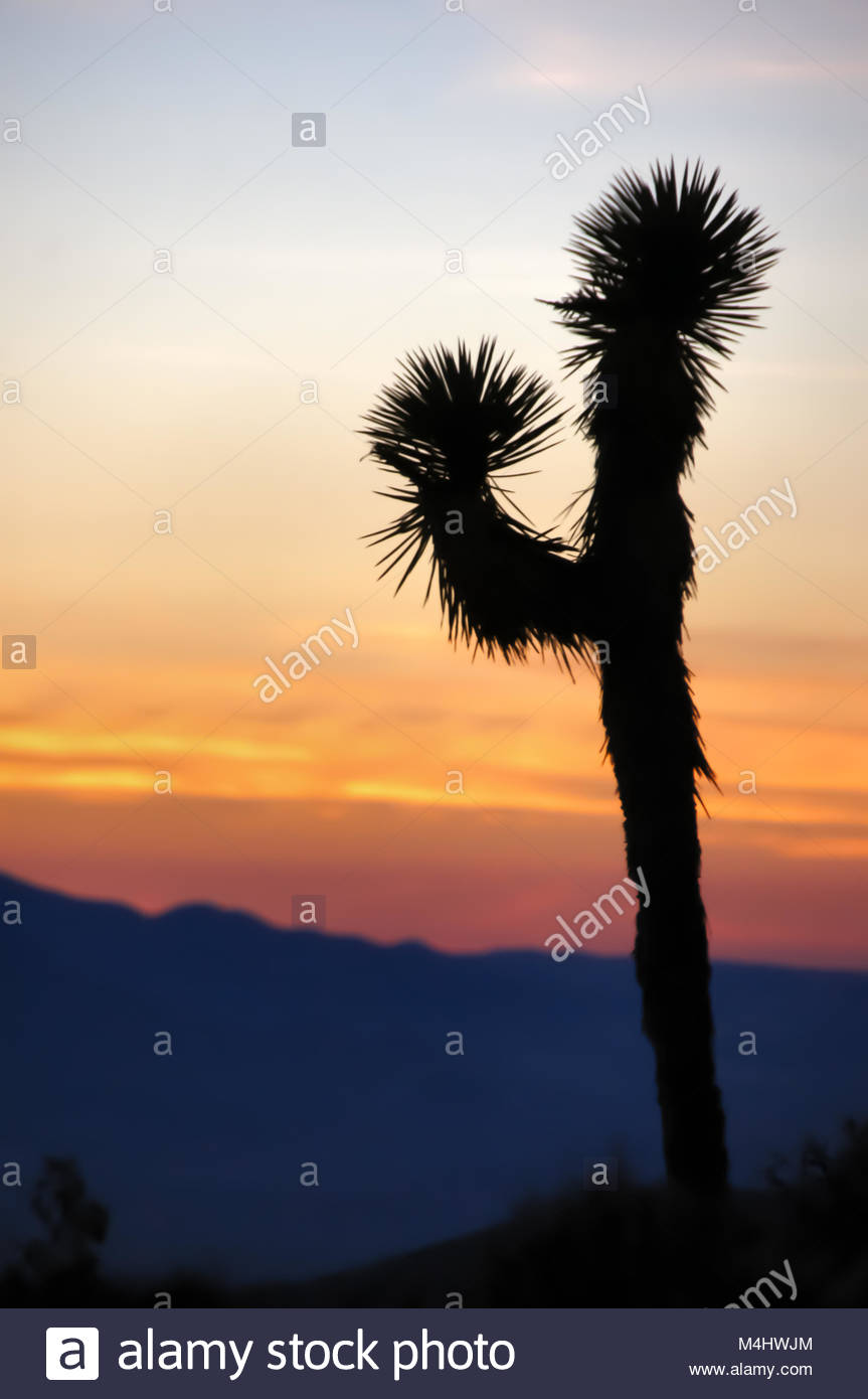 Joshua Tree Silhouette Stock Photos & Joshua Tree Silhouette Stock ...