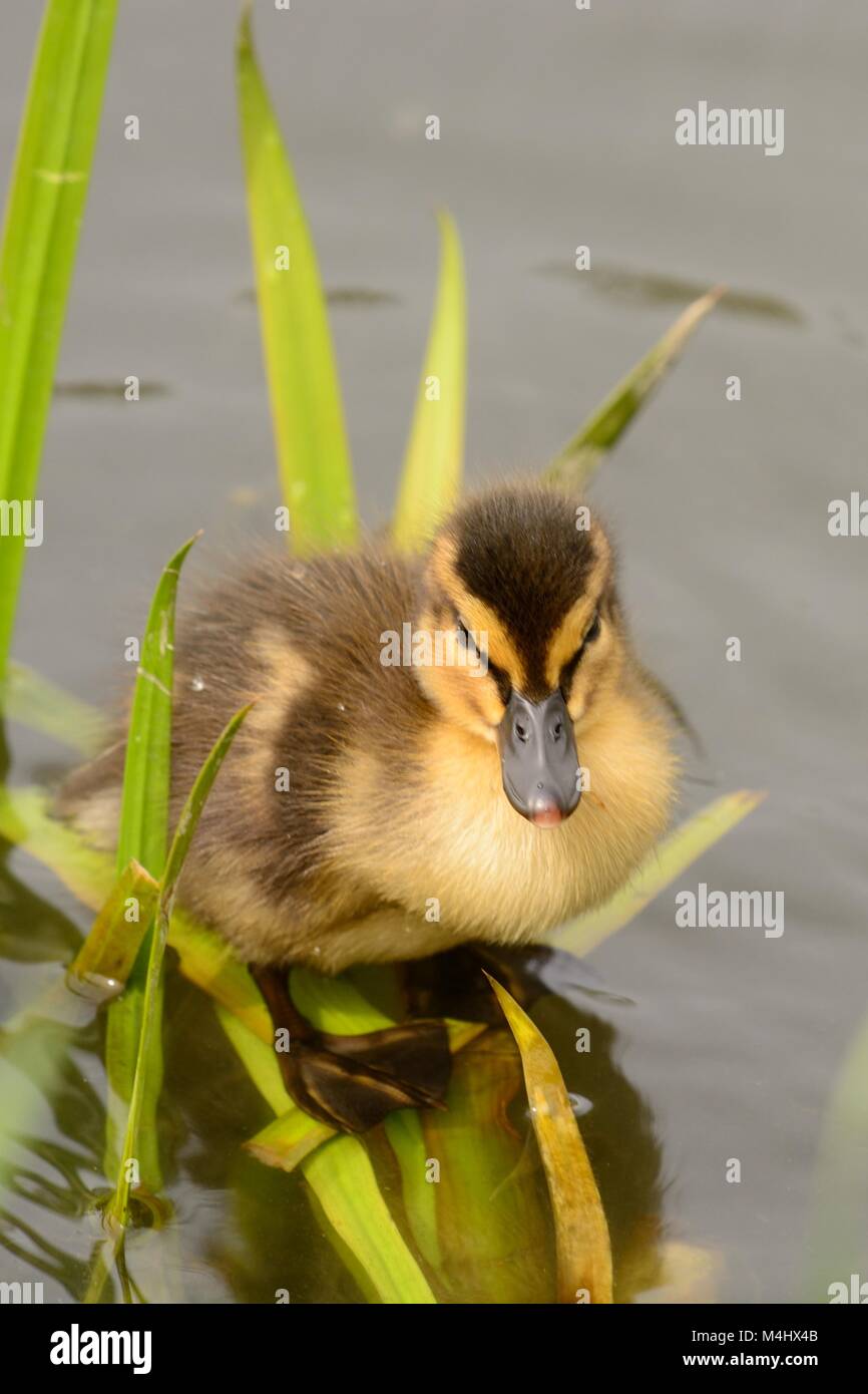 Portrait of a mallard duckling standing in the water Stock Photo - Alamy