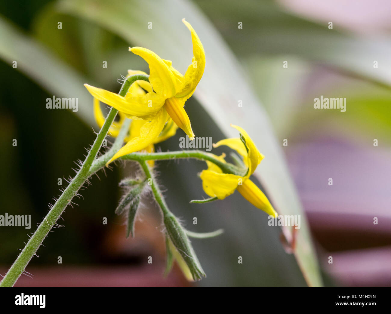 Blooming yellow flower growing hi-res stock photography and images - Alamy