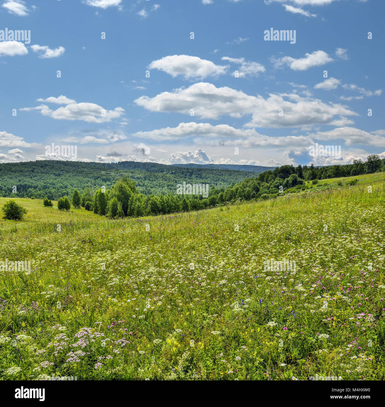 Summer landscape field meadows hi-res stock photography and images - Alamy