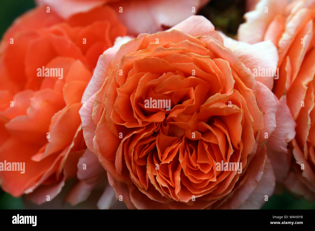 orange shrub rose Stock Photo - Alamy