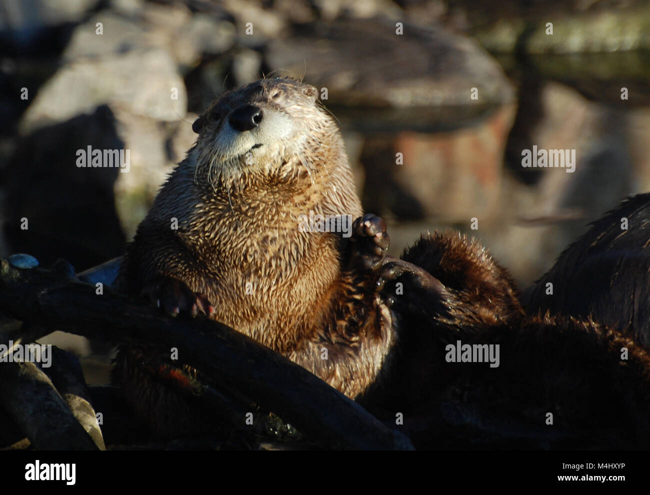 American otter hi-res stock photography and images - Alamy