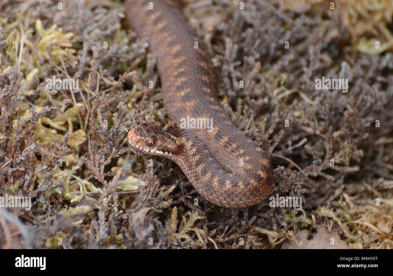 Adder Vipera berus in UK, rare protected snake species Stock Photo - Alamy