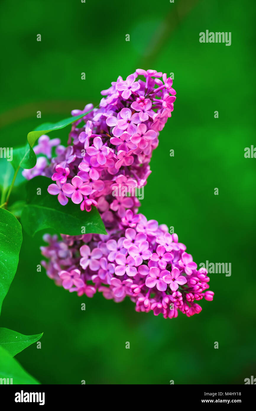 Bright lilac hi-res stock photography and images - Alamy