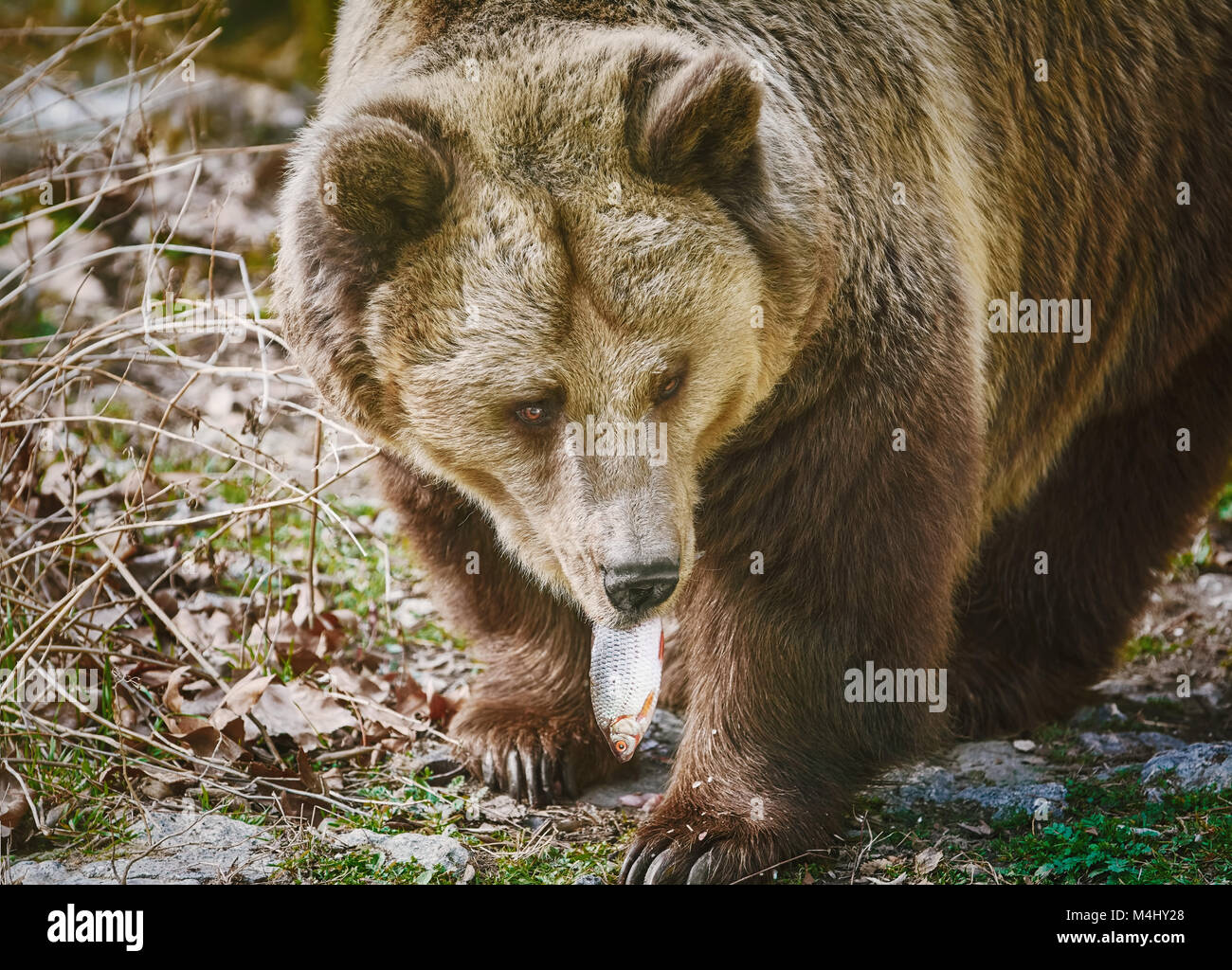 Bear eating fish hi-res stock photography and images - Alamy