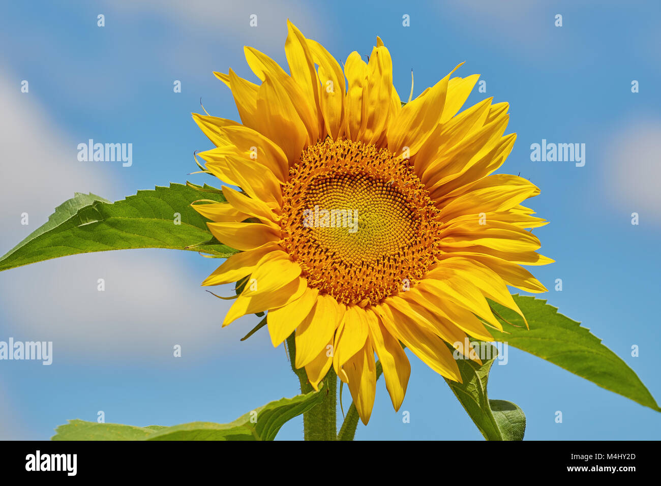 Ecosystem plantation country plant hi-res stock photography and images ...