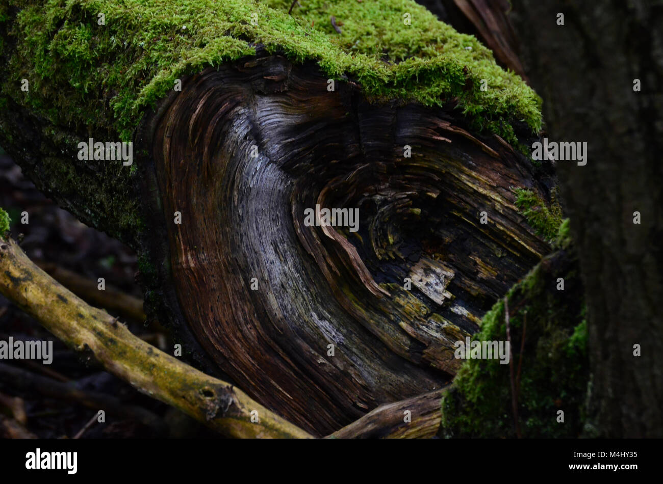 Moss uk tree woodland hi-res stock photography and images - Alamy
