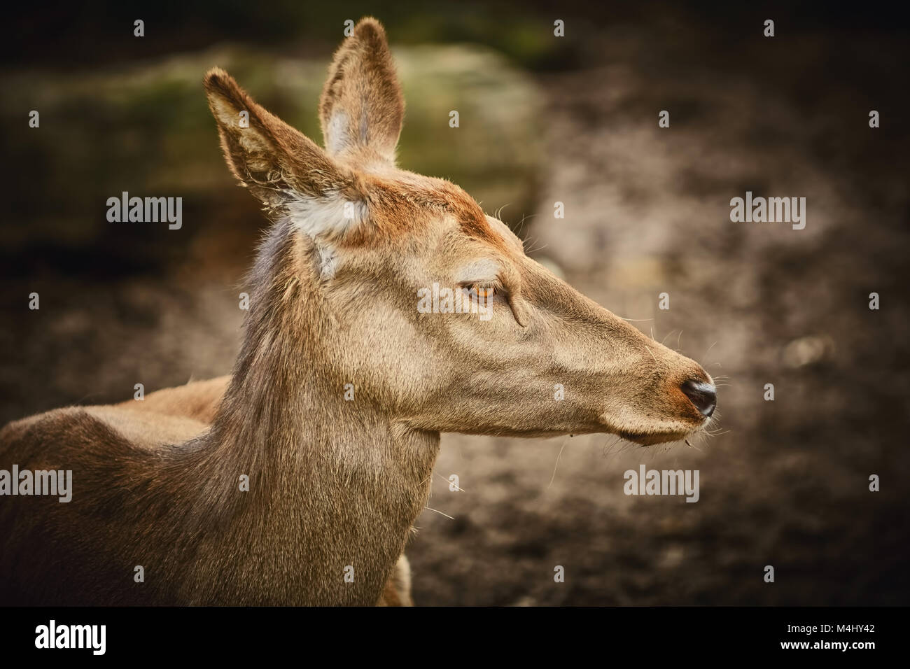 Portrait of Deer Stock Photo - Alamy