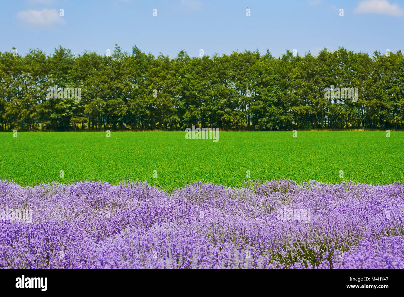 Green area in front hi-res stock photography and images - Alamy