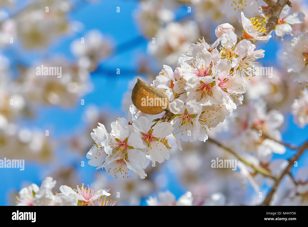 Flowering Almonds Tree Stock Photo - Alamy