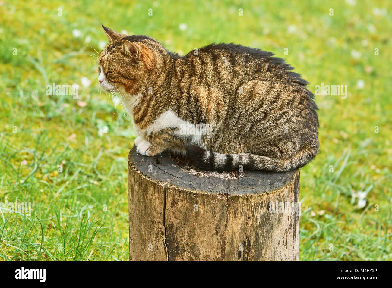 Cat on a Tree Stump Stock Photo - Alamy