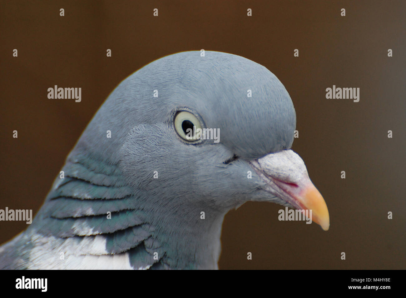 Common white pigeon uk hi-res stock photography and images - Alamy