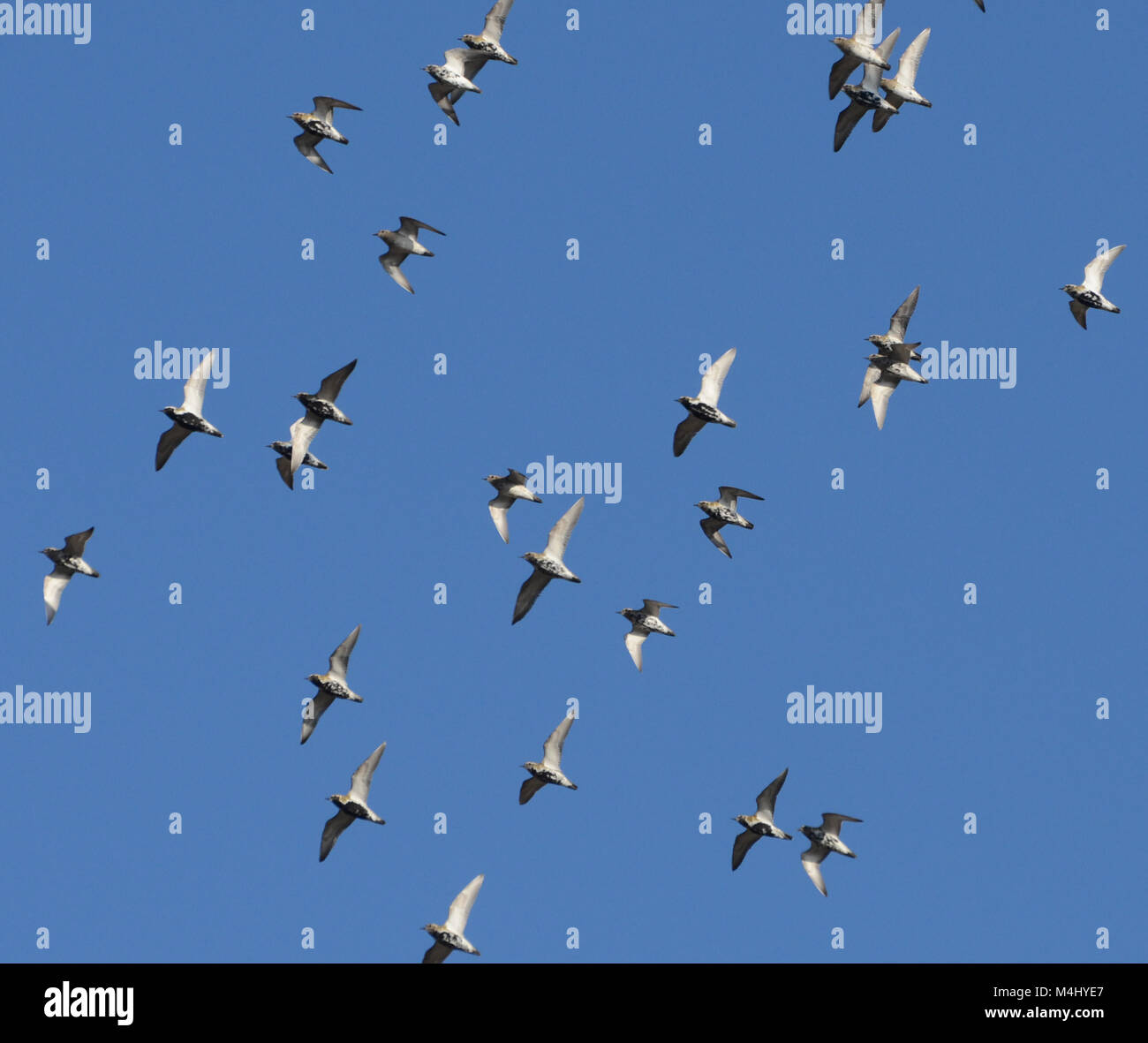 Flying plover hi-res stock photography and images - Alamy