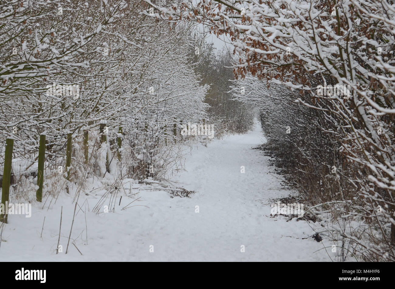 Woodland walk in snow hi-res stock photography and images - Alamy