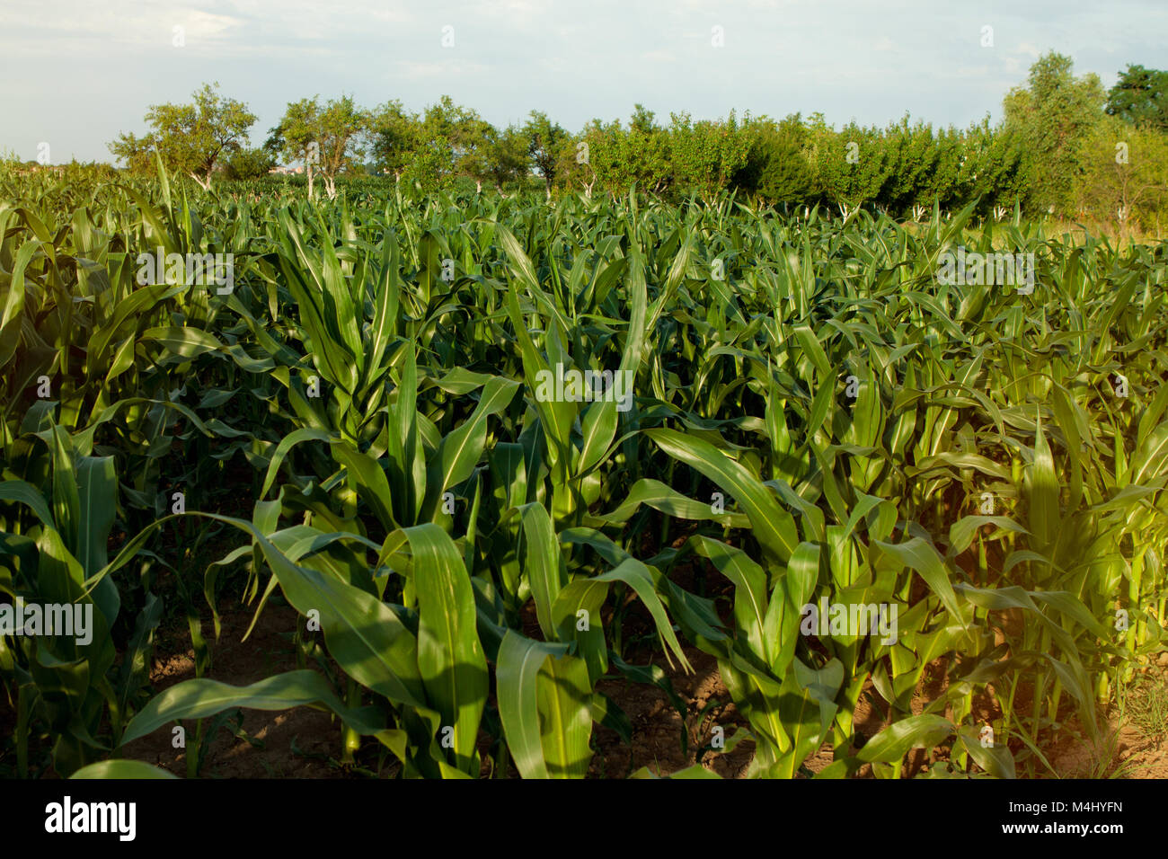 corn crops on a row background Stock Photo - Alamy