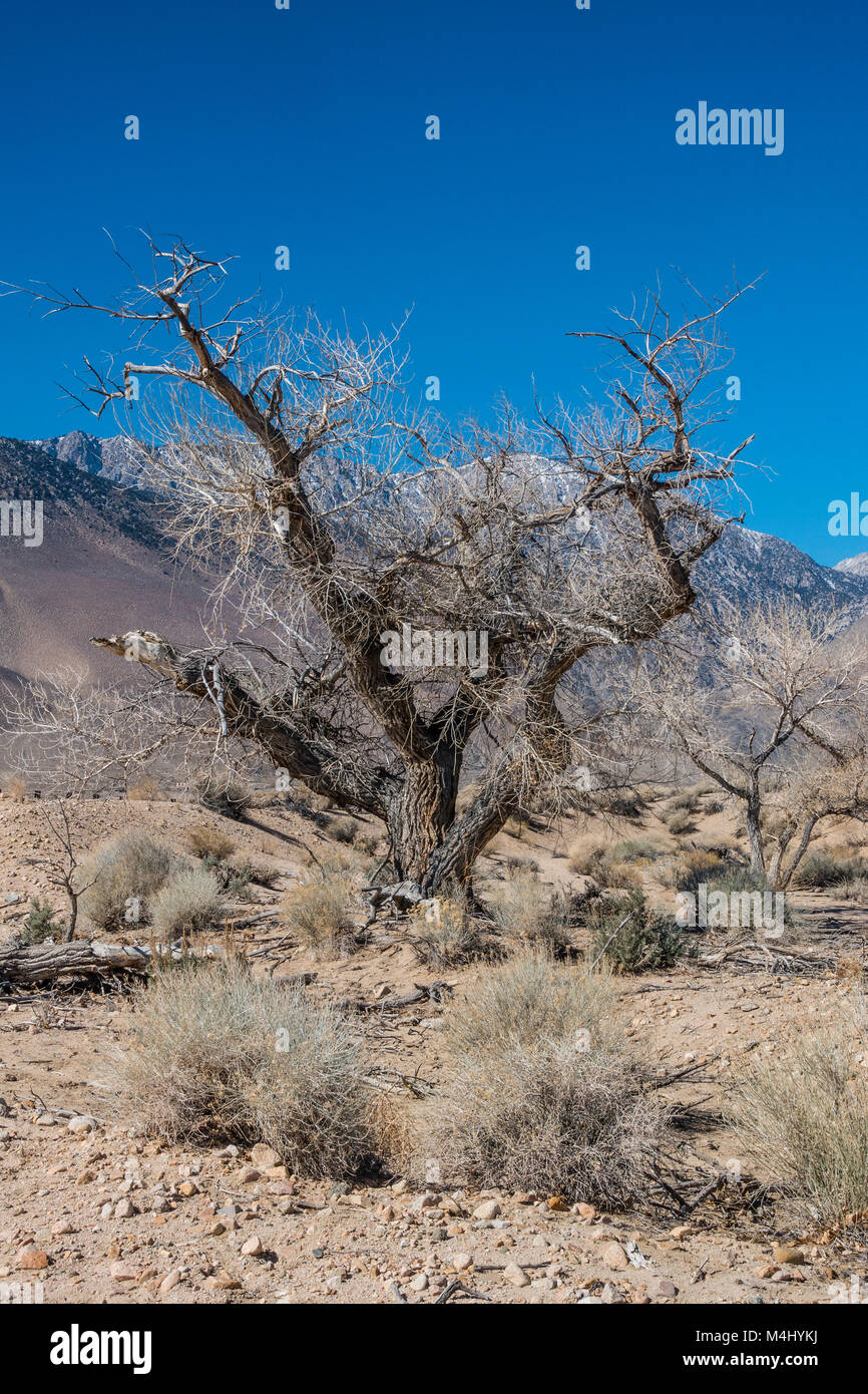 Very old cottonwood trees left over from the California Charcoal Kiln ...