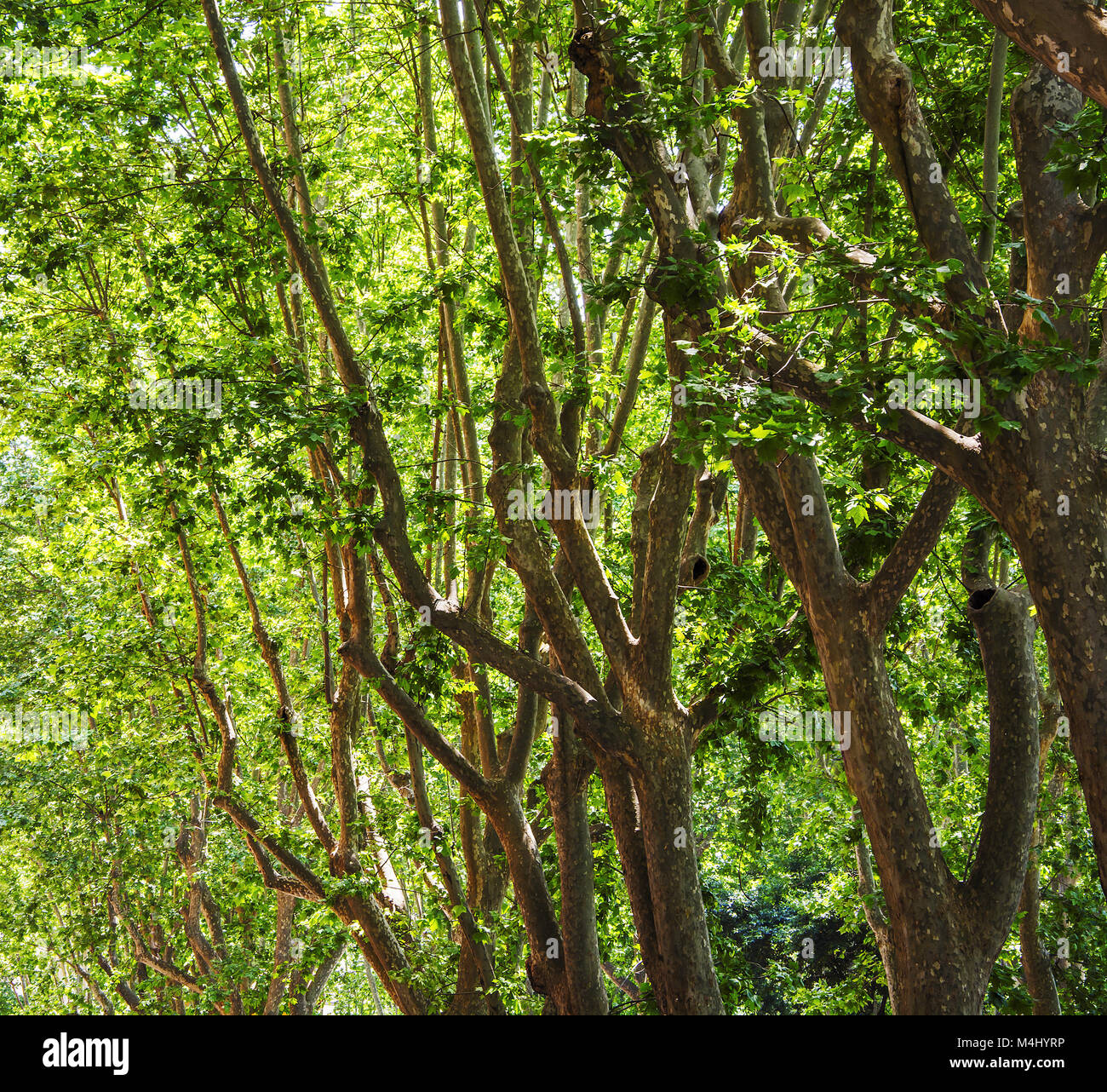 group of trees Stock Photo - Alamy