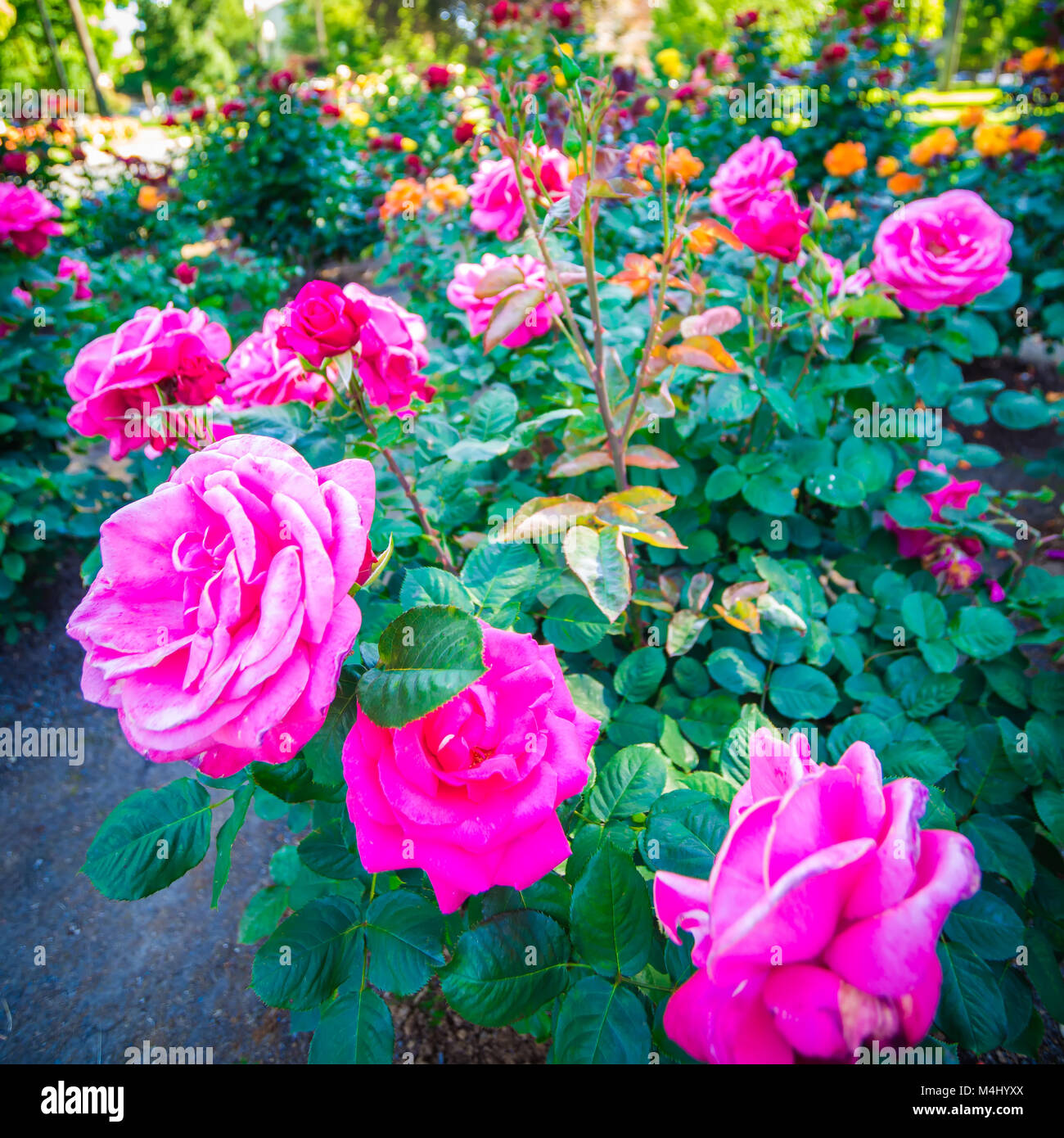 California grown flowers hi-res stock photography and images - Alamy