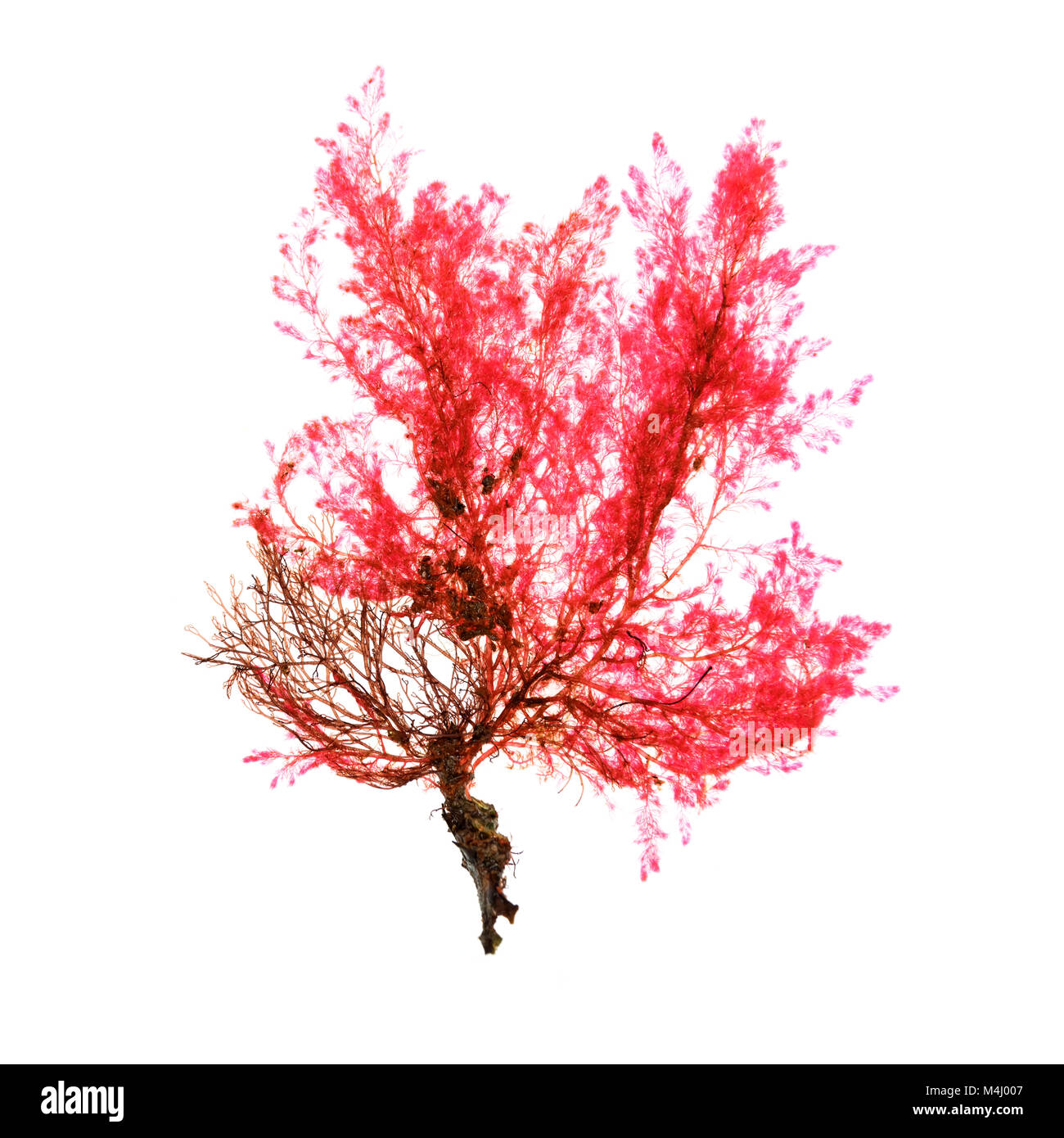 Red Algae High Resolution Stock Photography and Images - Alamy