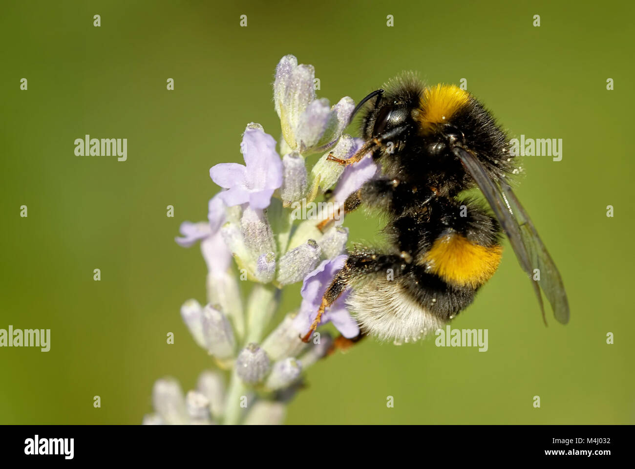Large earth bumblebee hi-res stock photography and images - Alamy