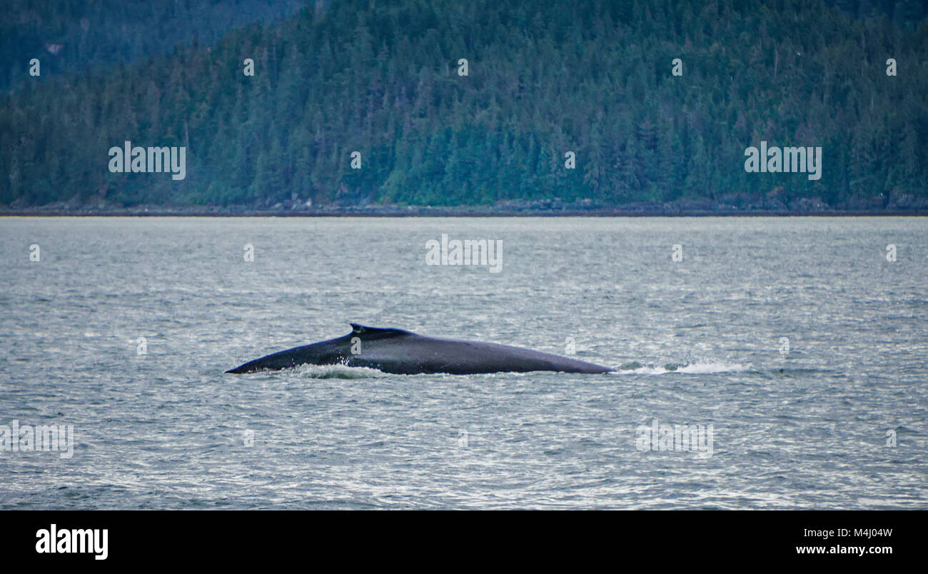 whale watching on favorite channel alaska Stock Photo - Alamy