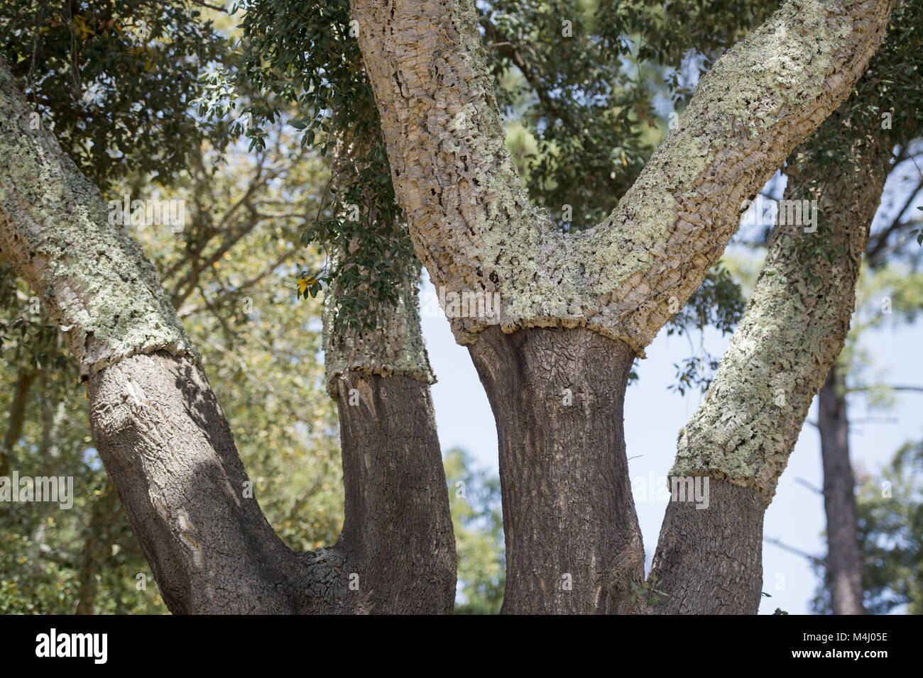 Cork oak plantation hi-res stock photography and images - Alamy