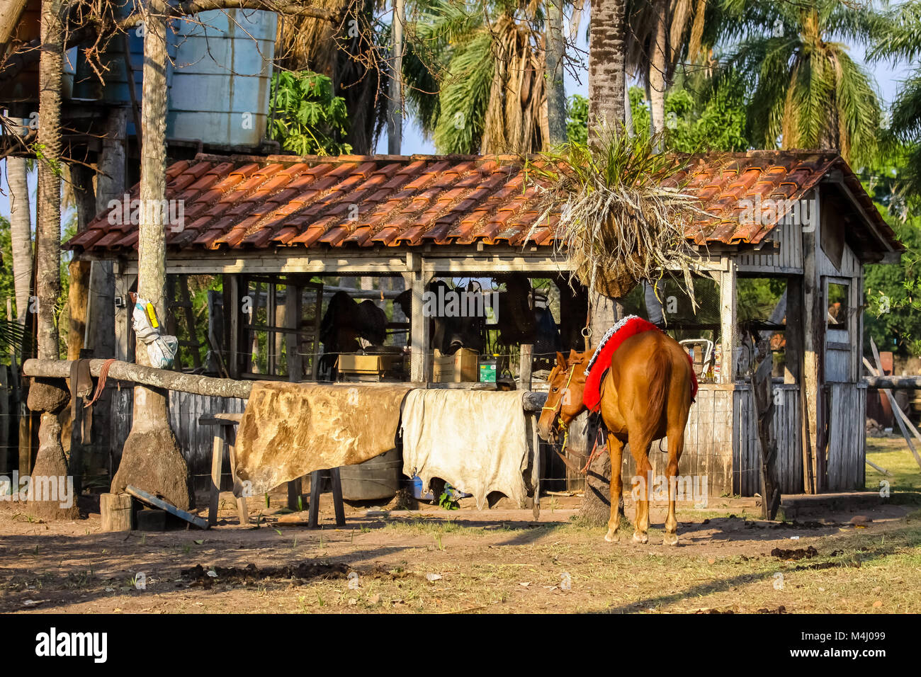 Rural Idyll, Pantanal, Brazil Stock Photo - Alamy