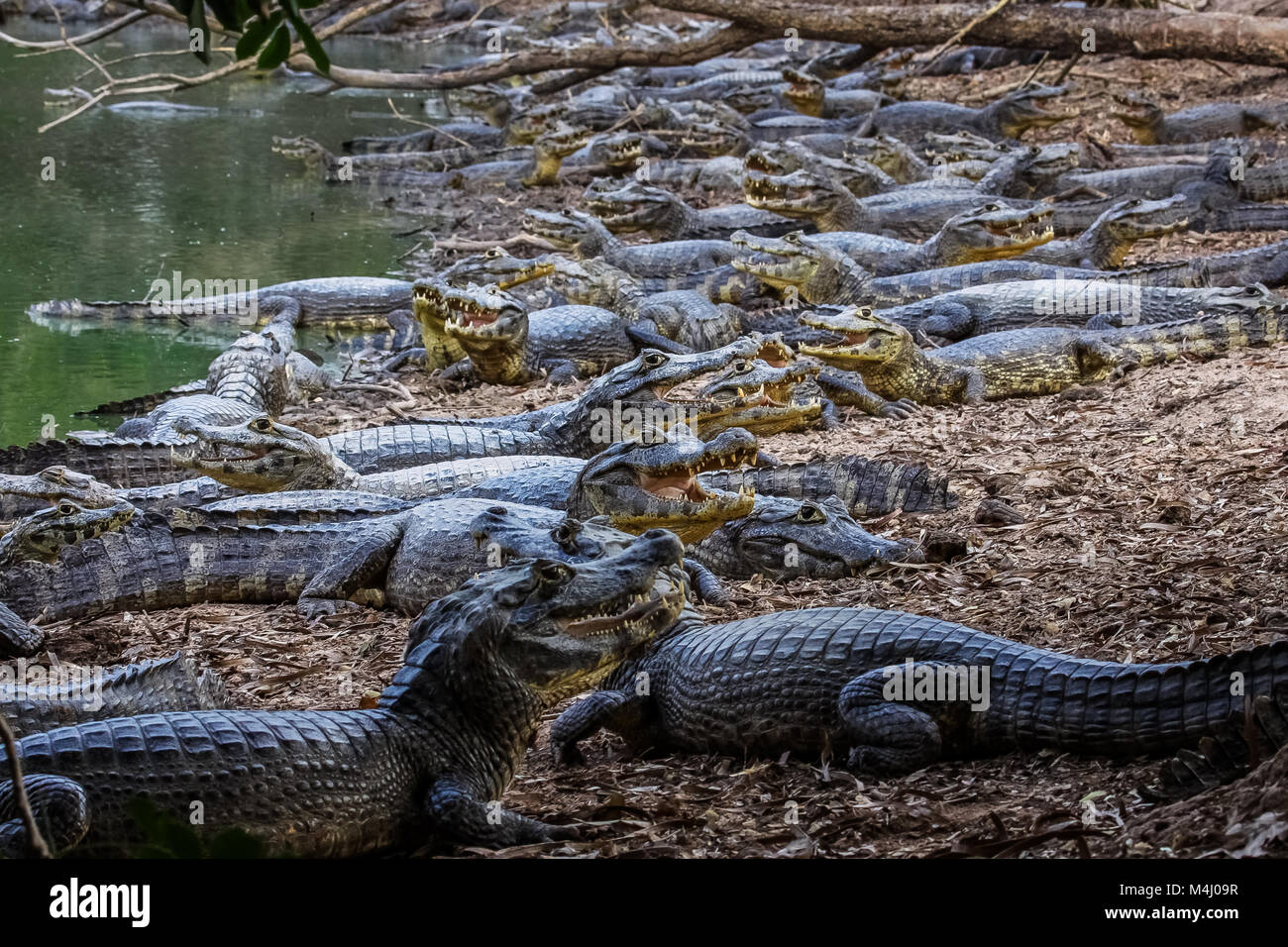 Black caima hi-res stock photography and images - Alamy