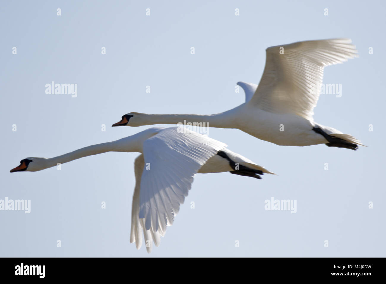 Flying swans hi-res stock photography and images - Alamy
