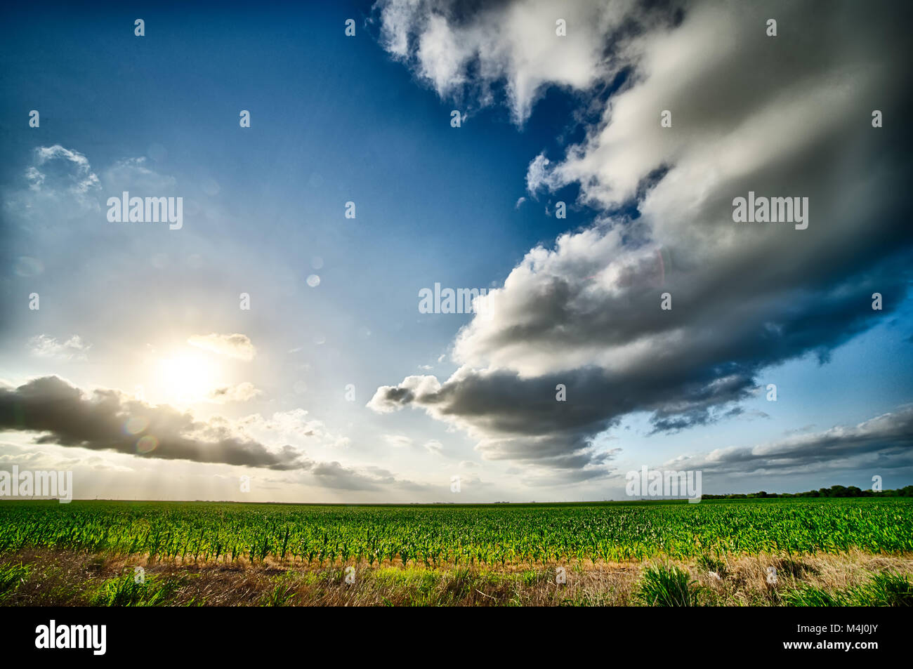 Wheat crops texas hi-res stock photography and images - Alamy