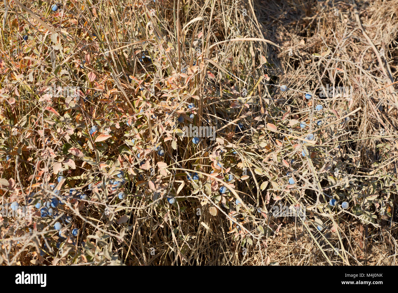 Dried grass, twigs and leaves with blue berries texture background in a ...