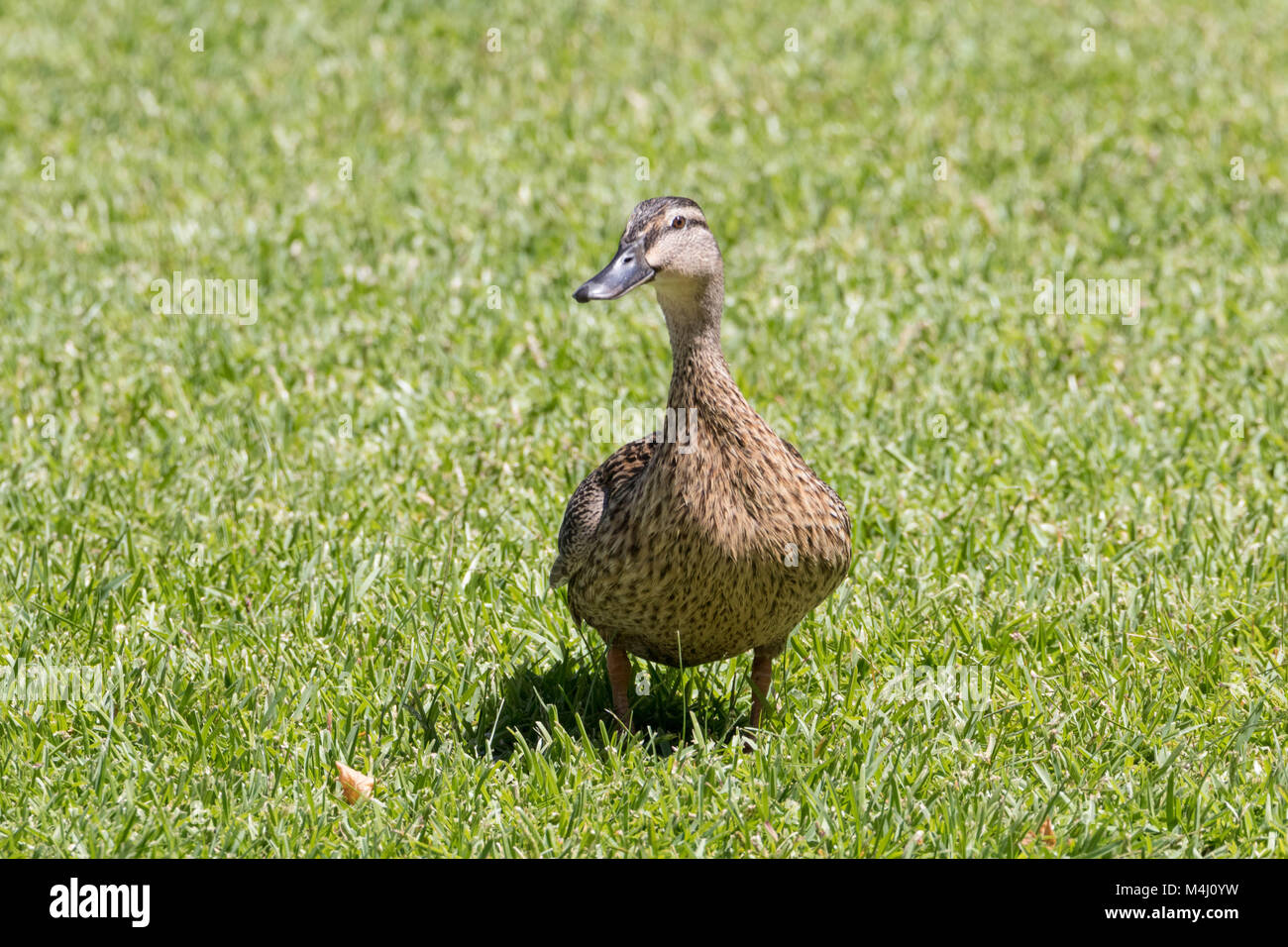 Walking duck 1 Stock Photo - Alamy