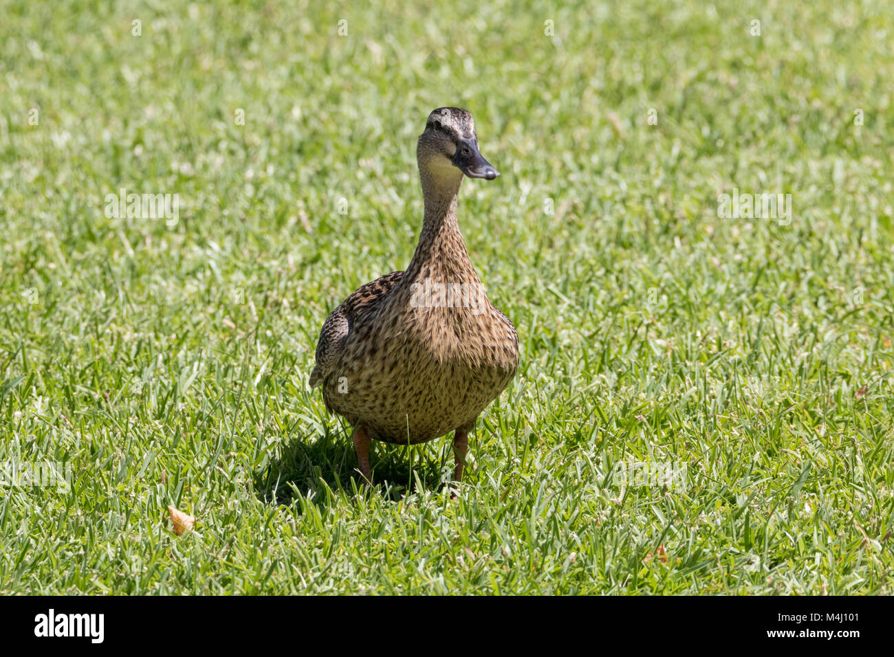 Walking duck hi-res stock photography and images - Alamy