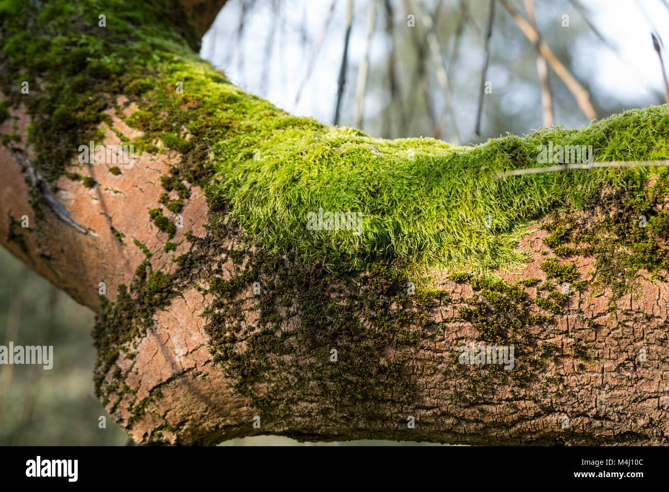 the tree trunk covered with the moss Stock Photo - Alamy