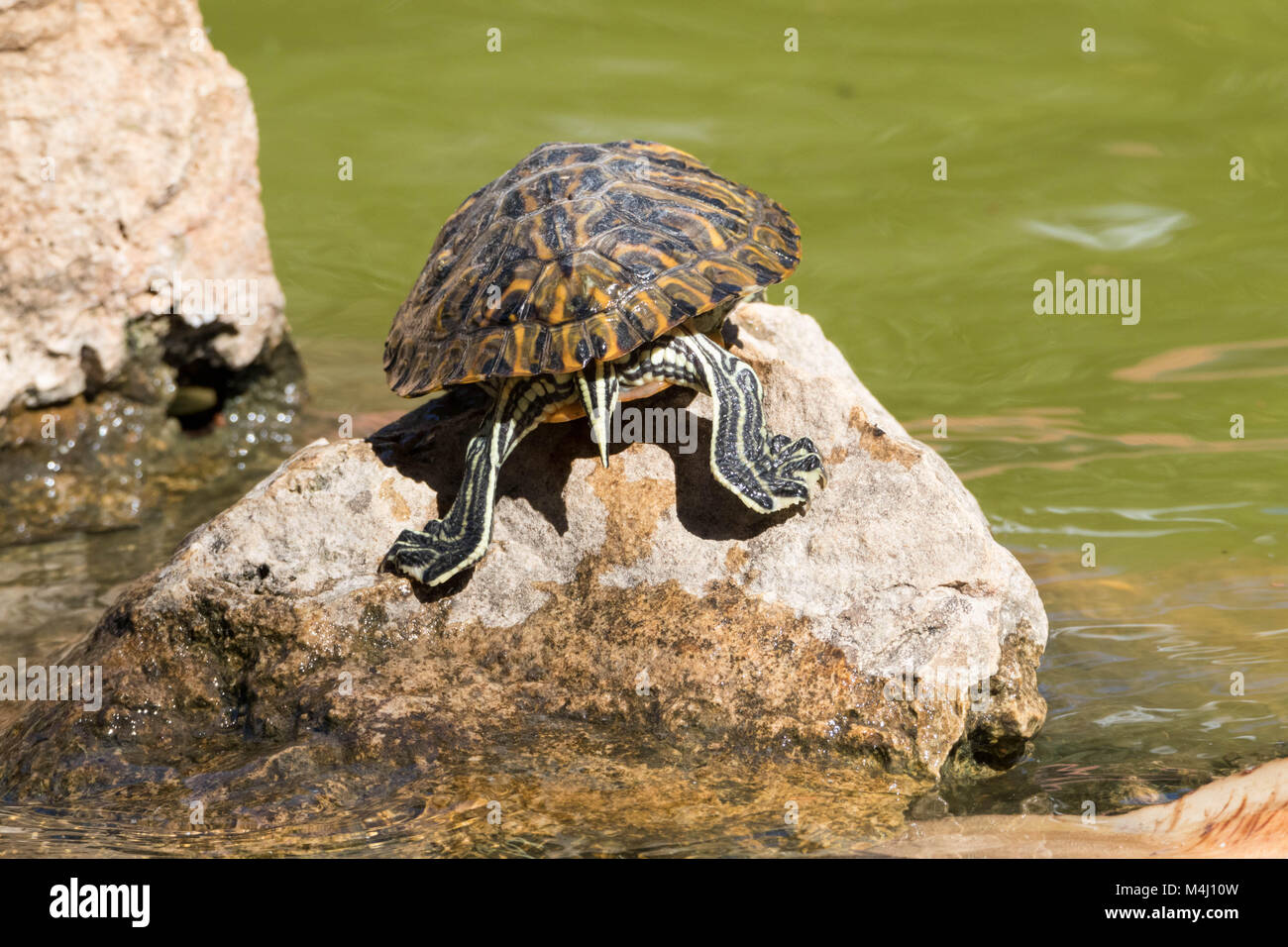 A climbing turtle Stock Photo - Alamy