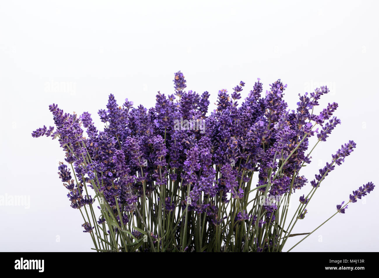 Lavender isolated on white background. Close up Stock Photo - Alamy