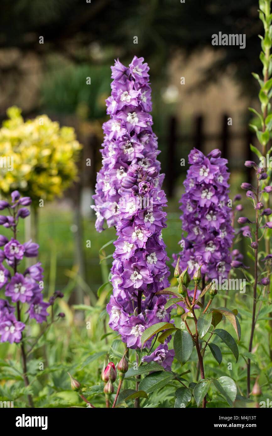 Purple Delphinium Flower in Garden Stock Photo - Alamy