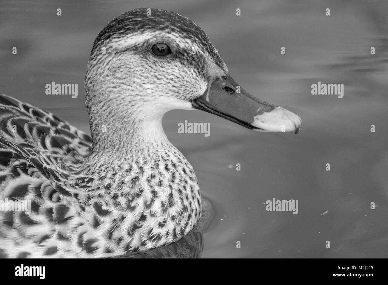 Swimming duck B&W Stock Photo - Alamy