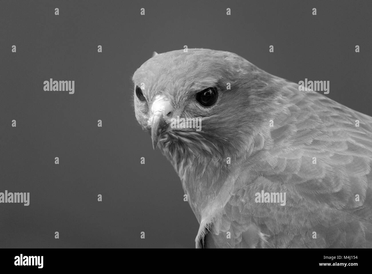 Common buzzard 3 B&W Stock Photo - Alamy